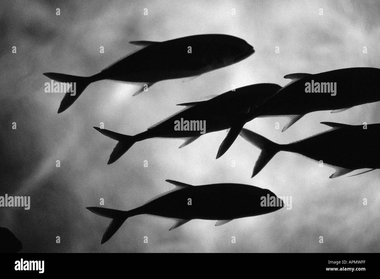 School of fish Stock Photo - Alamy