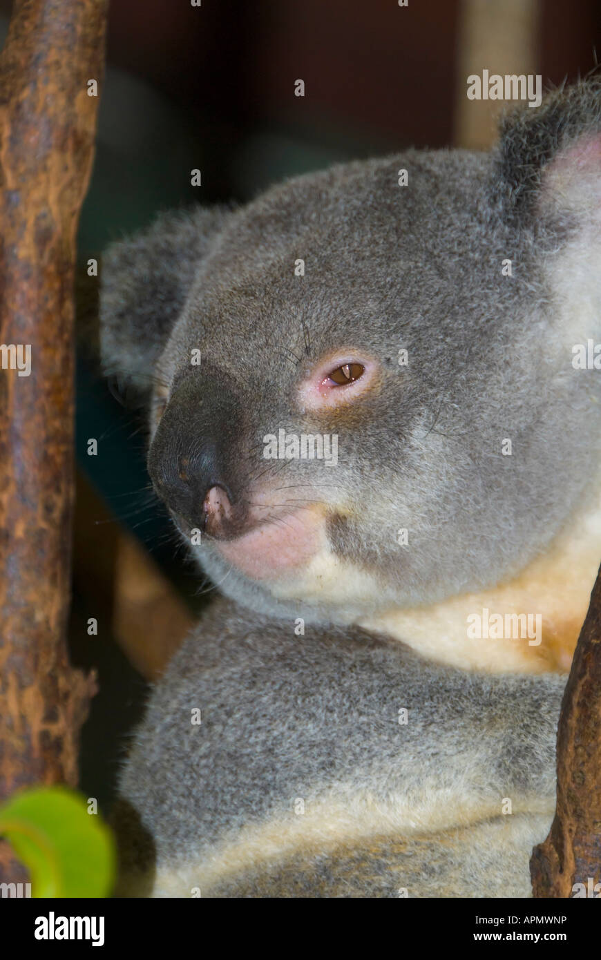 Koala Phascolarctos cinereus Stock Photo - Alamy