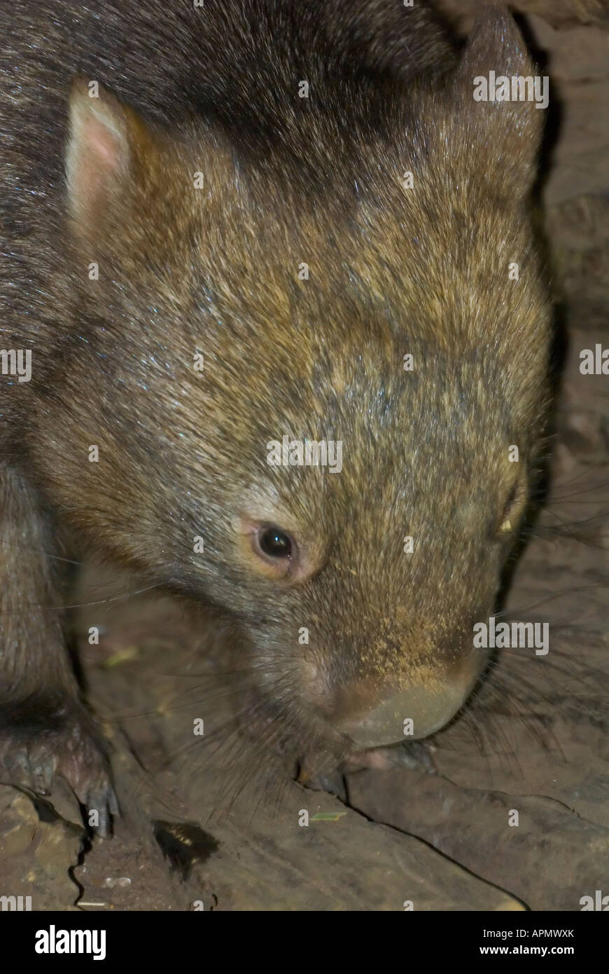 Common Wombat Vombatus ursinus Stock Photo - Alamy