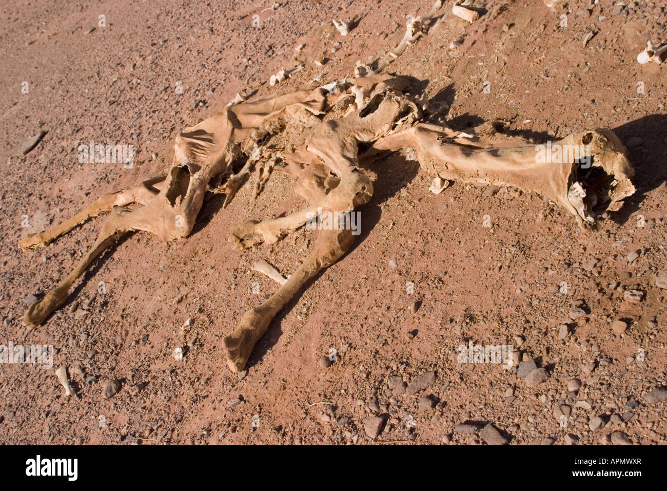 Dead camel hi-res stock photography and images - Alamy