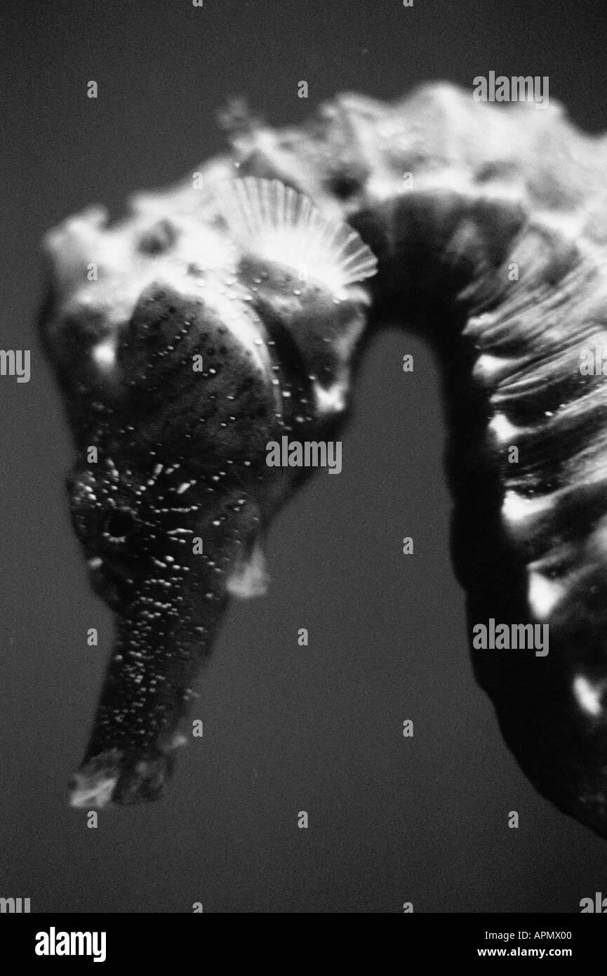 Seahorse anatomy hi-res stock photography and images - Alamy