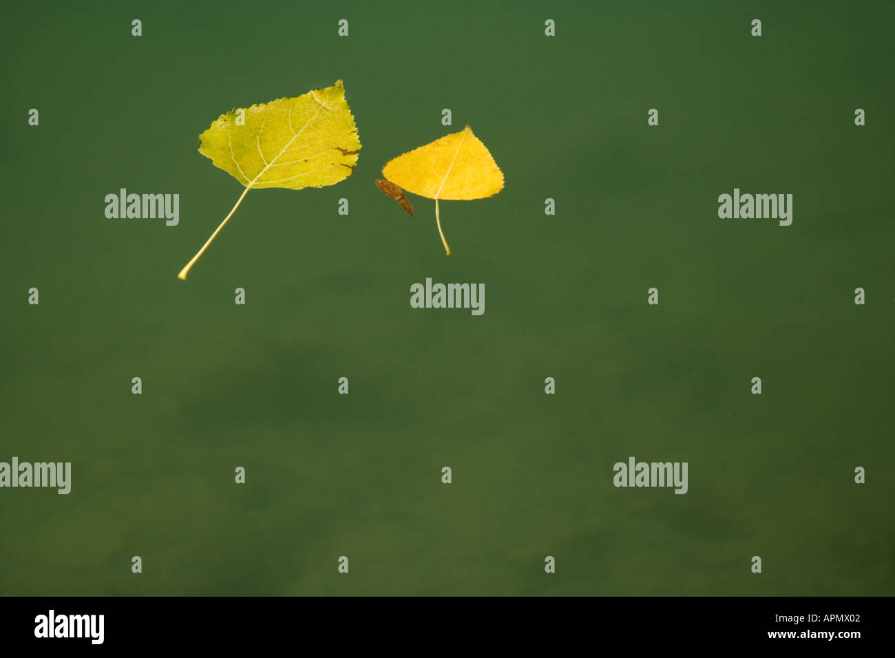 Two leaves floating hi-res stock photography and images - Alamy