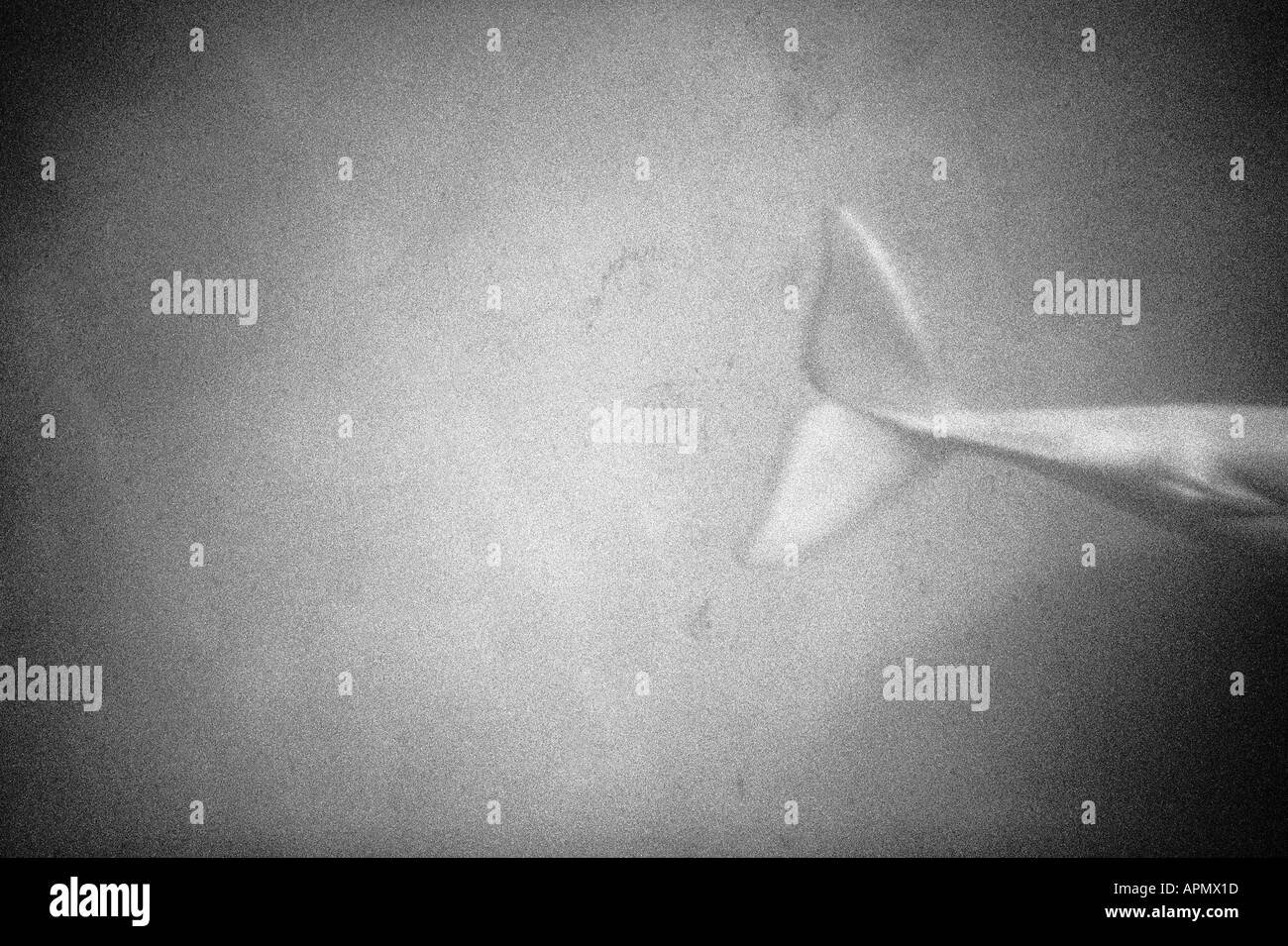 Beluga whale tail hi-res stock photography and images - Alamy