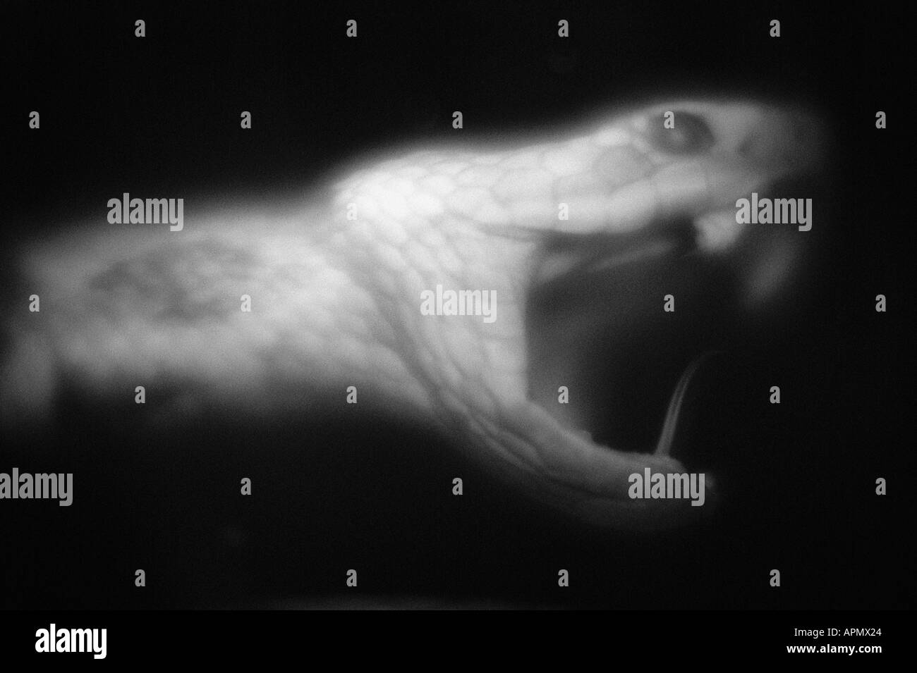 Snake mouth anatomy hi-res stock photography and images - Alamy