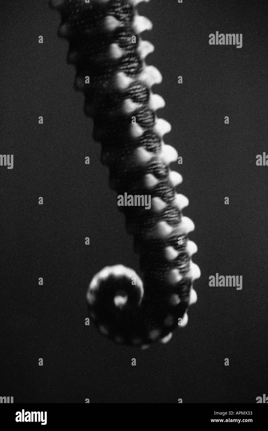 Horse tail detail Black and White Stock Photos & Images - Alamy