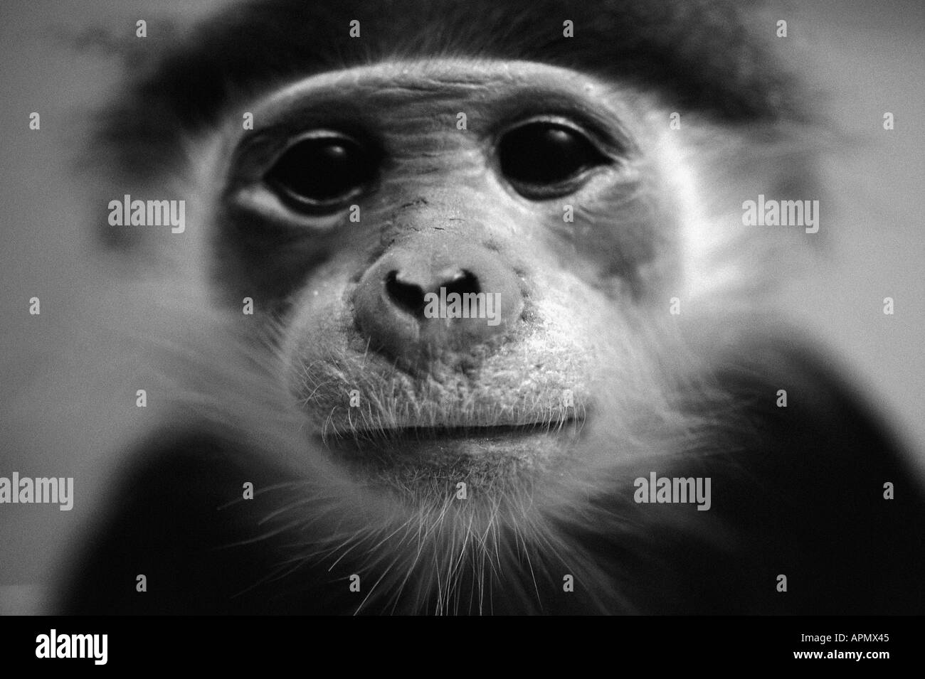 Small detail Black and White Stock Photos & Images - Alamy