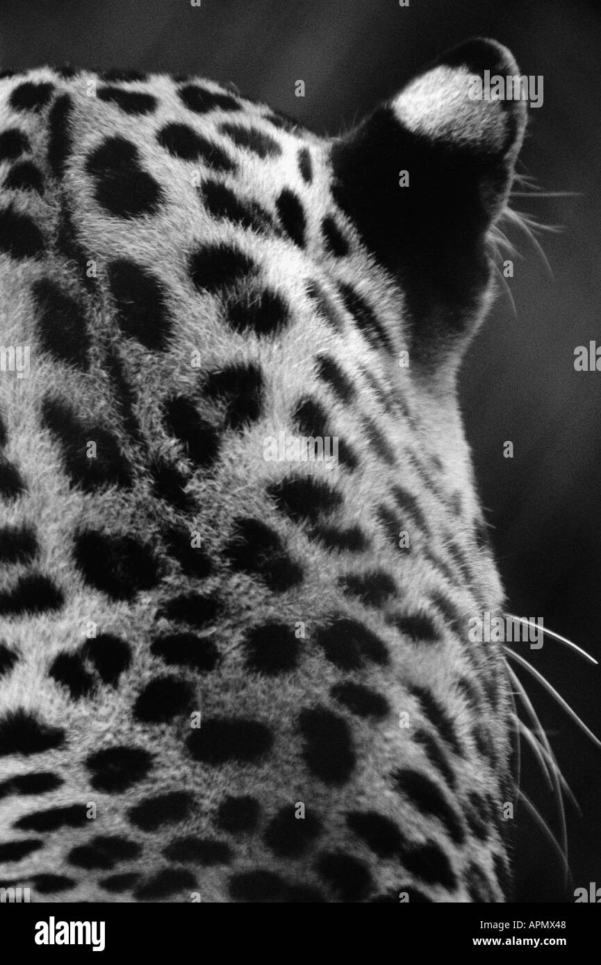 Rear view Black and White Stock Photos & Images - Alamy