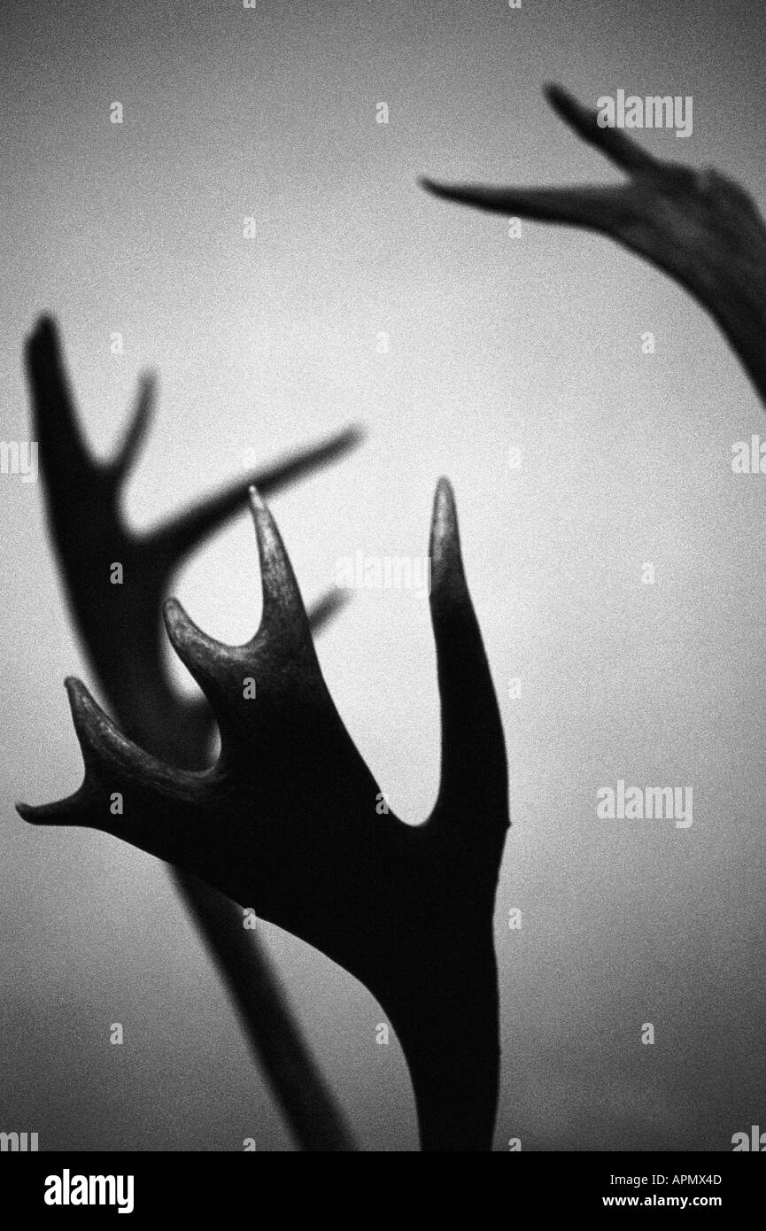 Antler anatomy hi-res stock photography and images - Alamy