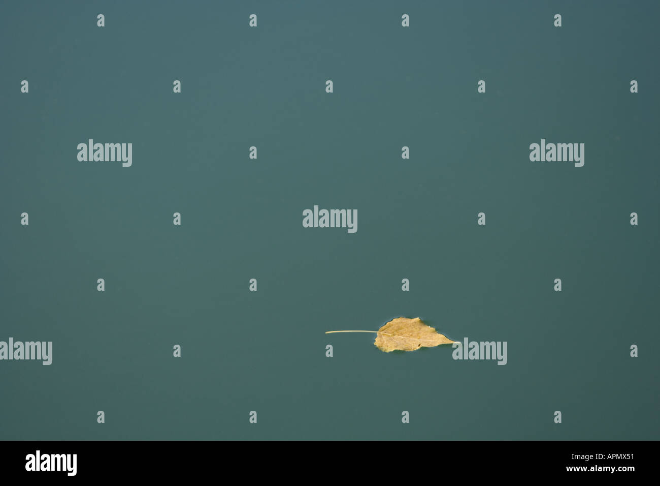 Single leaf floats hi-res stock photography and images - Alamy