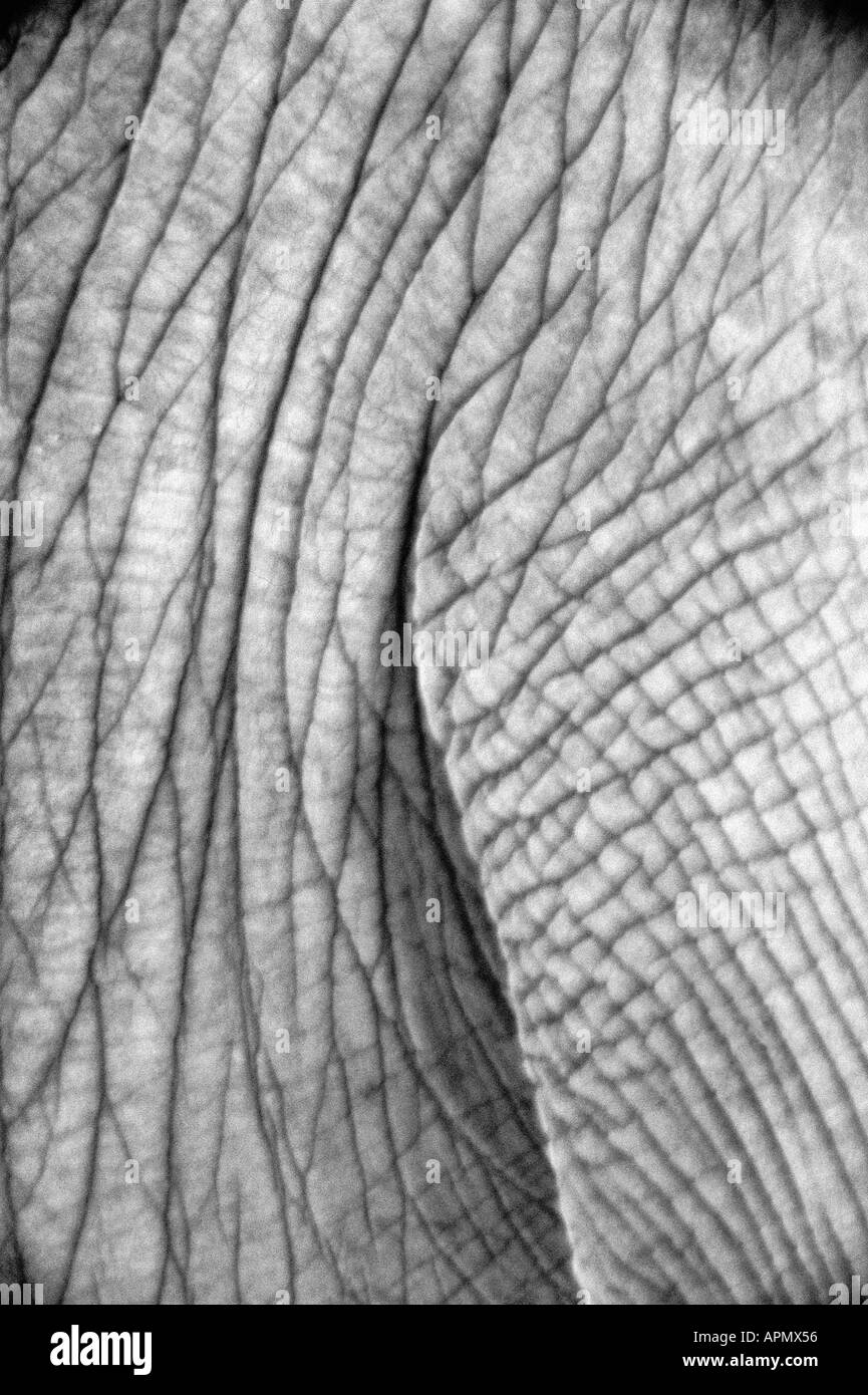 Wrinkled elephant's skin Stock Photo - Alamy