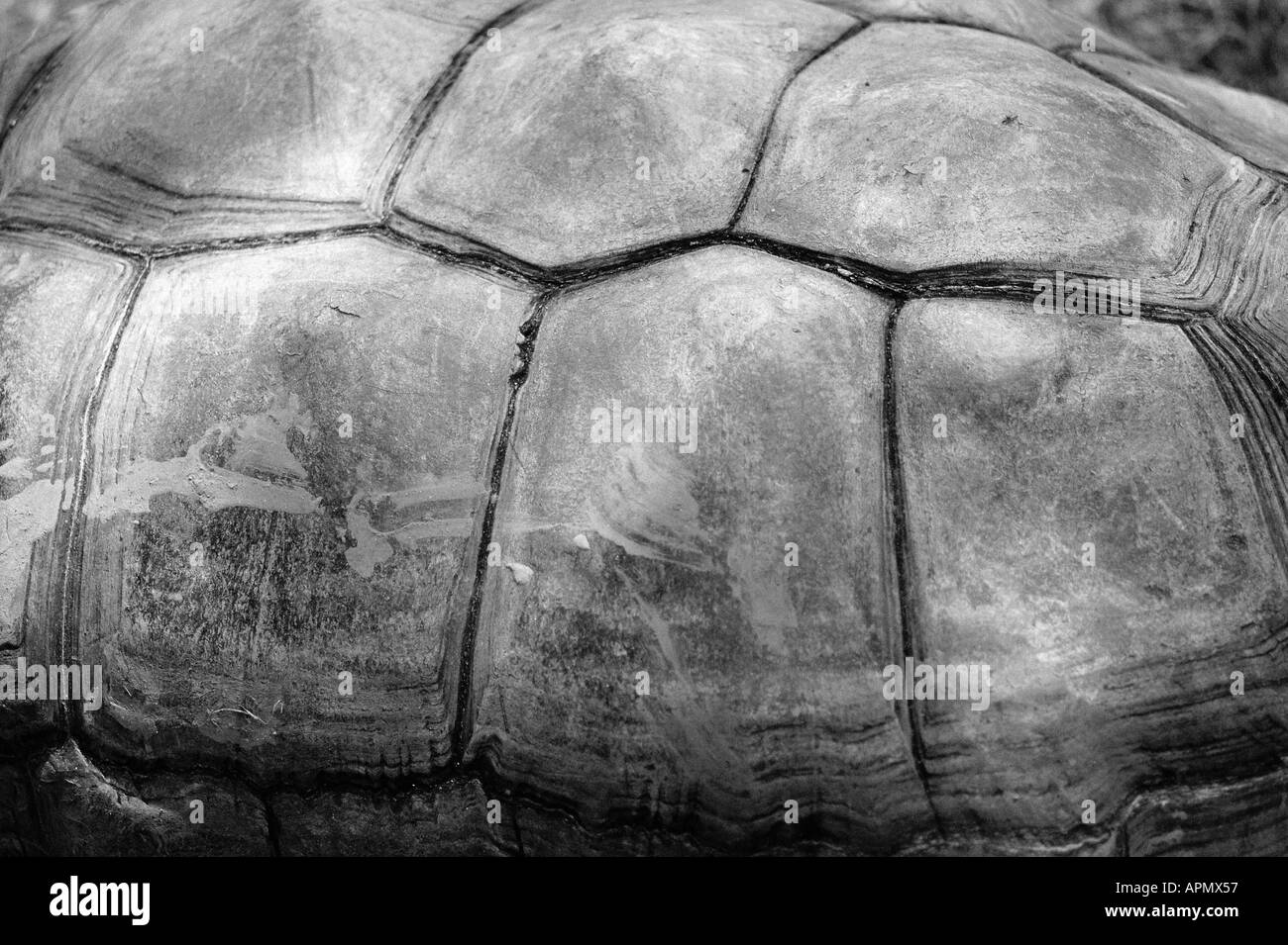 Turtle detail Black and White Stock Photos & Images - Alamy