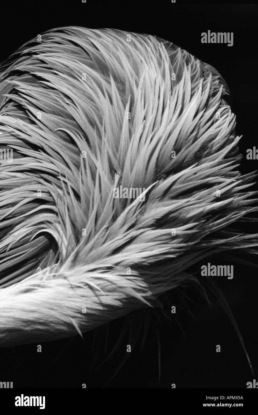 Plumage detail Black and White Stock Photos & Images - Alamy