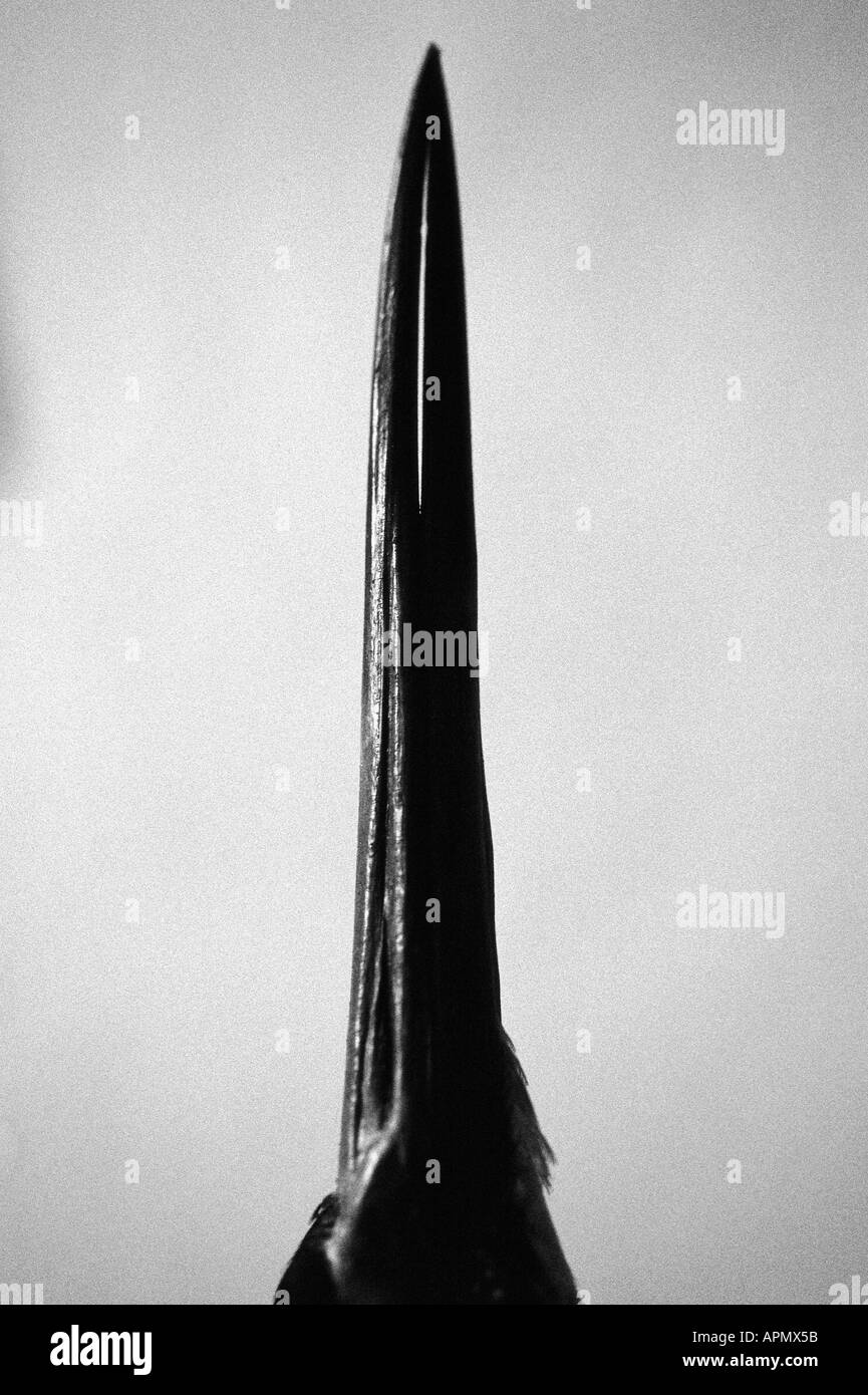 Crow beak Black and White Stock Photos & Images - Alamy