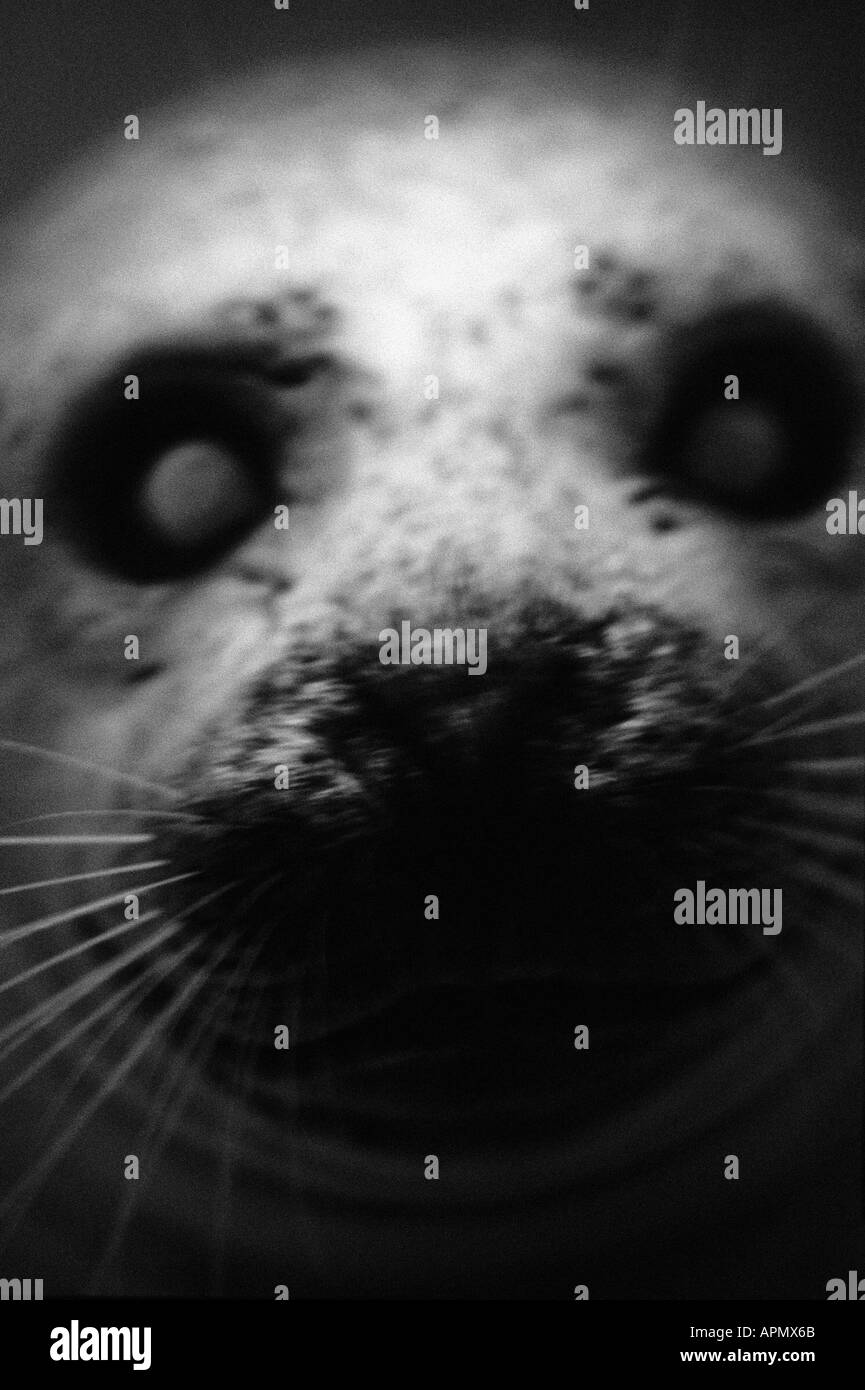 Seal and detail Black and White Stock Photos & Images - Alamy