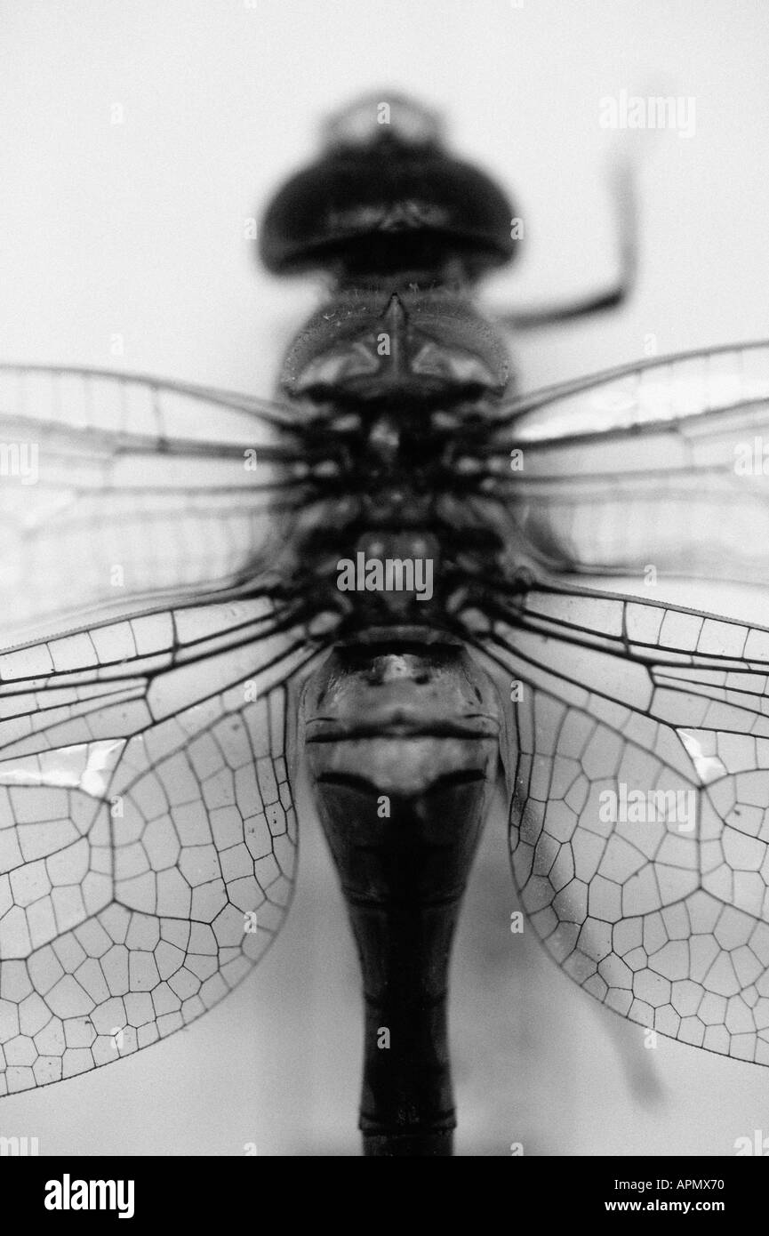 Dragonfly anatomy hi-res stock photography and images - Alamy