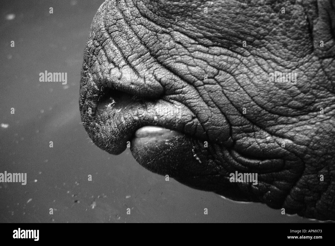 Odd nose hi-res stock photography and images - Alamy