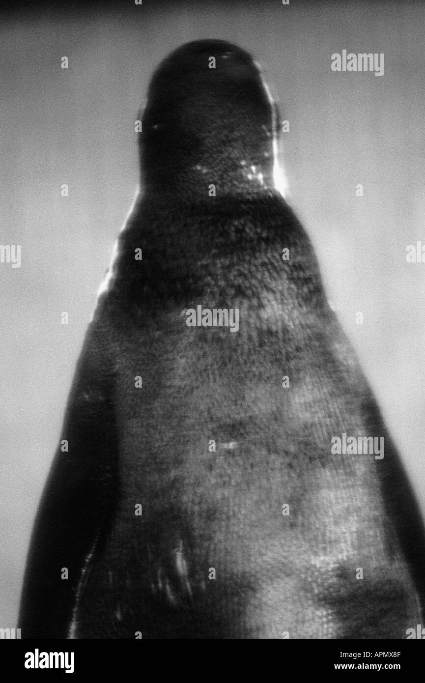 Penguin anatomy hi-res stock photography and images - Alamy