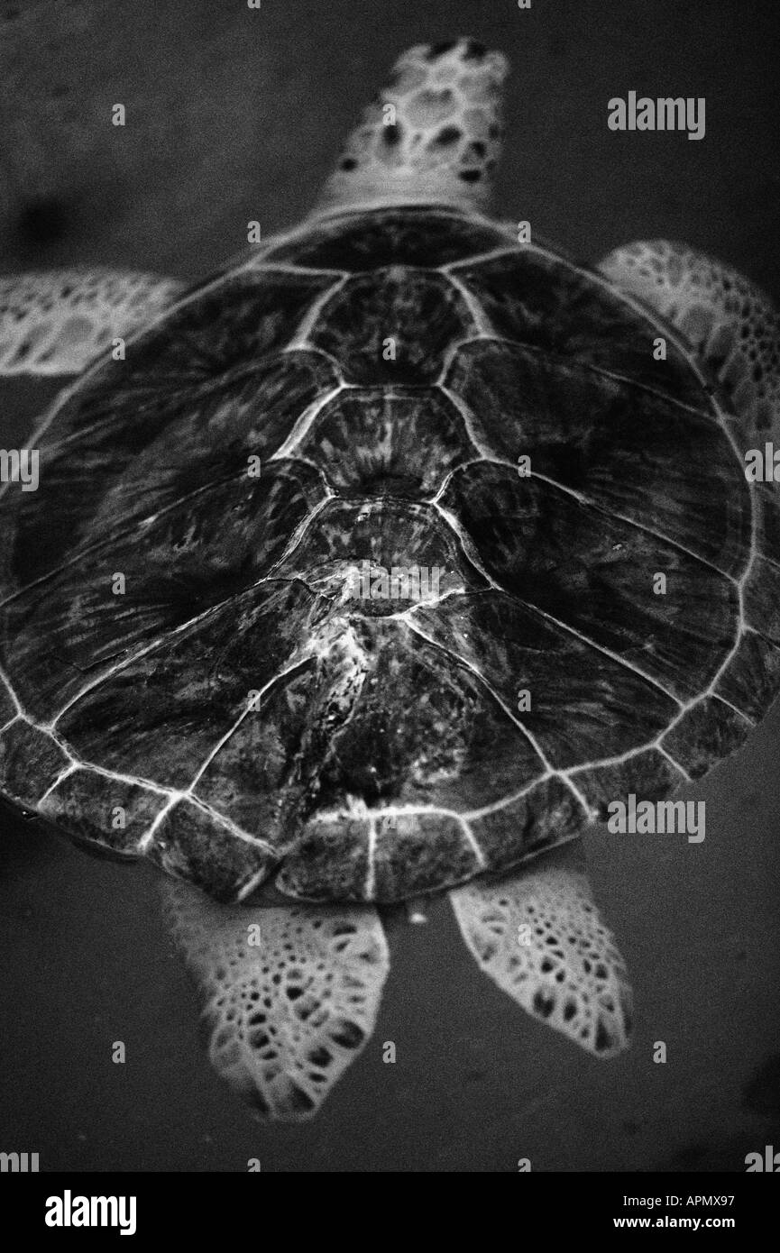 Anatomy of the turtle shell hi-res stock photography and images - Alamy