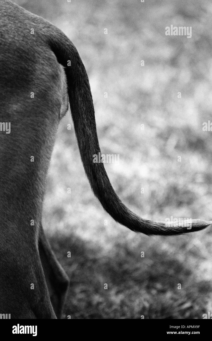 Hindquarters of a whippet Stock Photo - Alamy