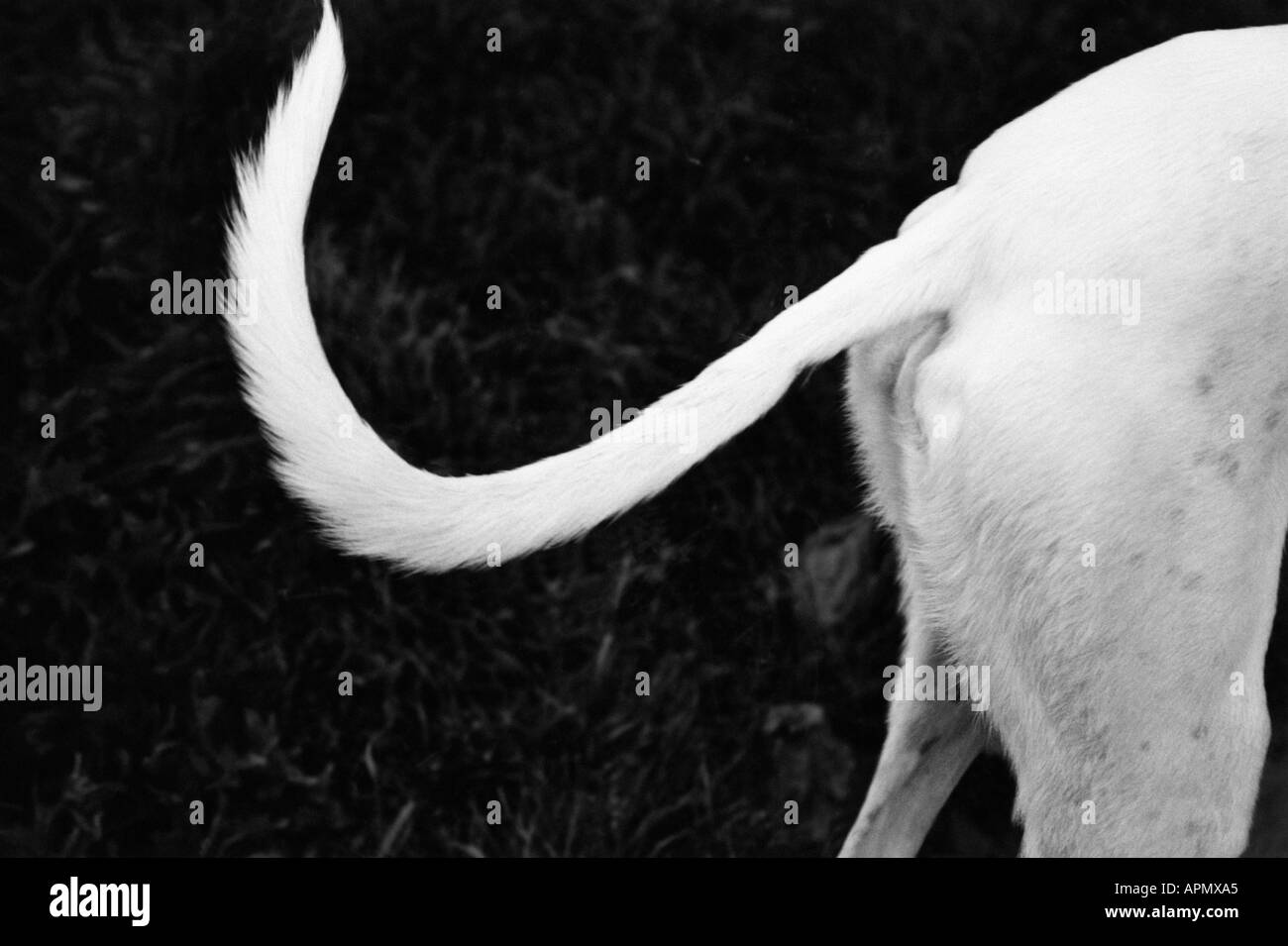 Hindquarters hi-res stock photography and images - Alamy