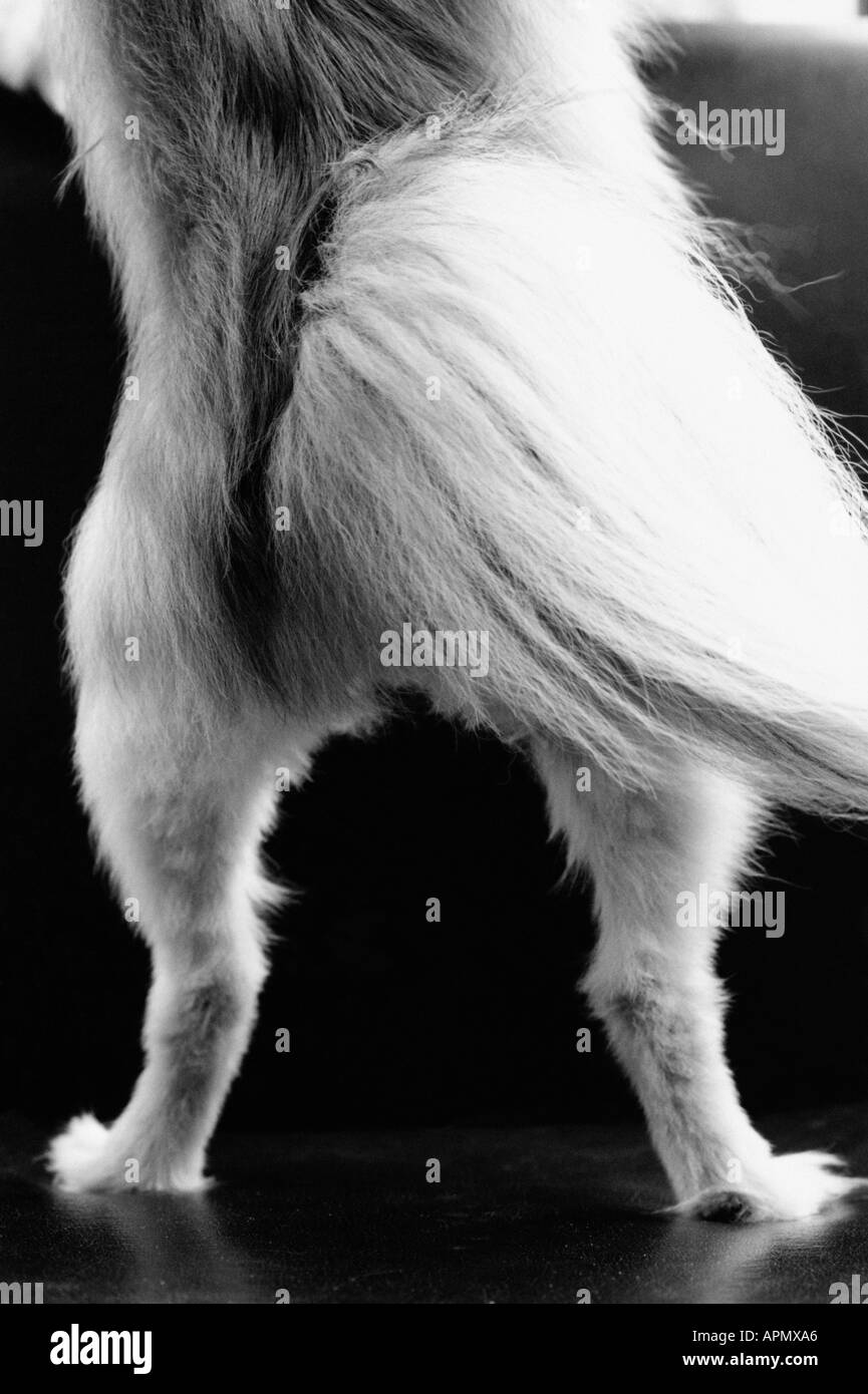 Hindquarters of a dog Stock Photo - Alamy