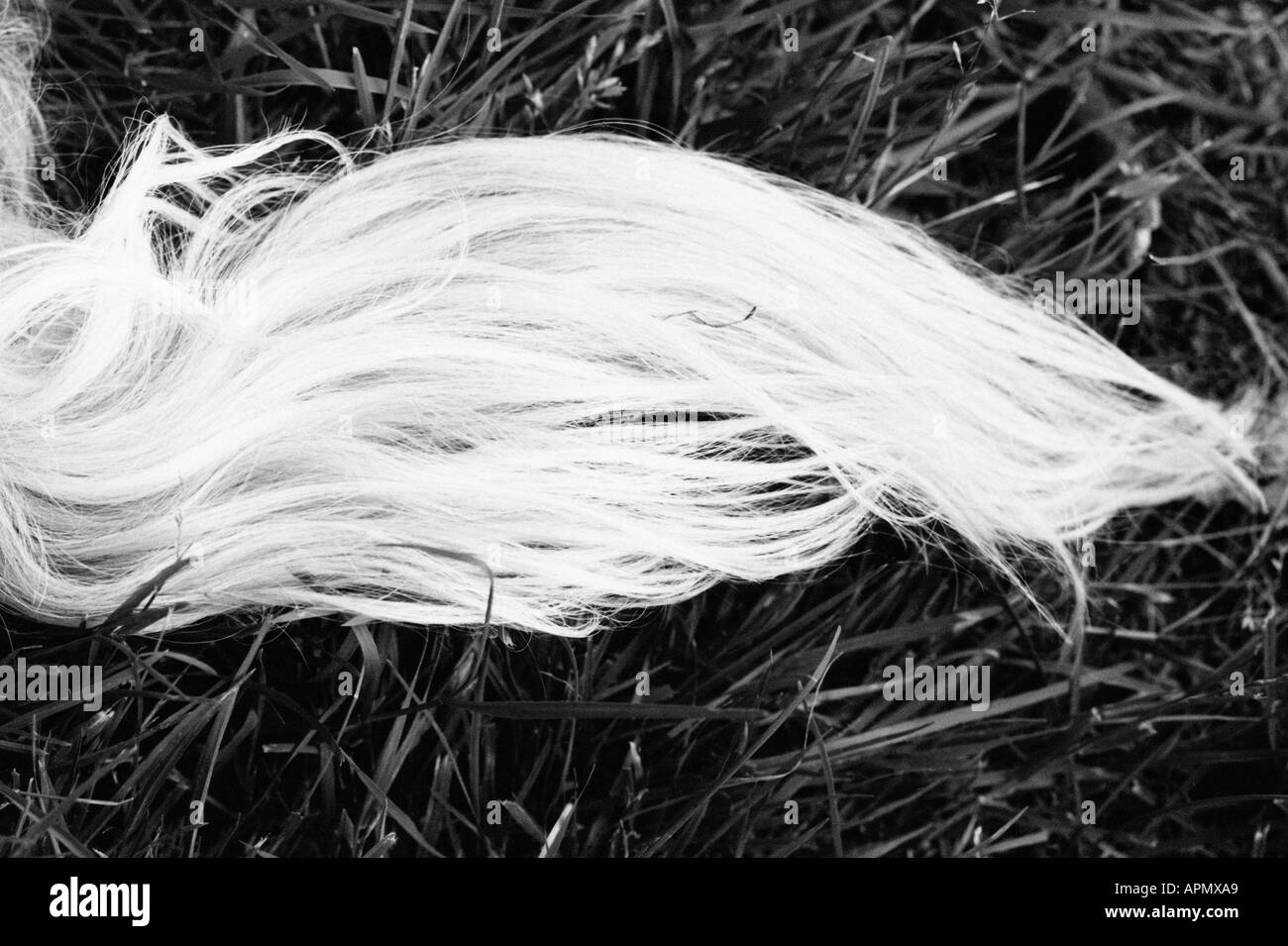 White dog long hair Black and White Stock Photos & Images - Alamy