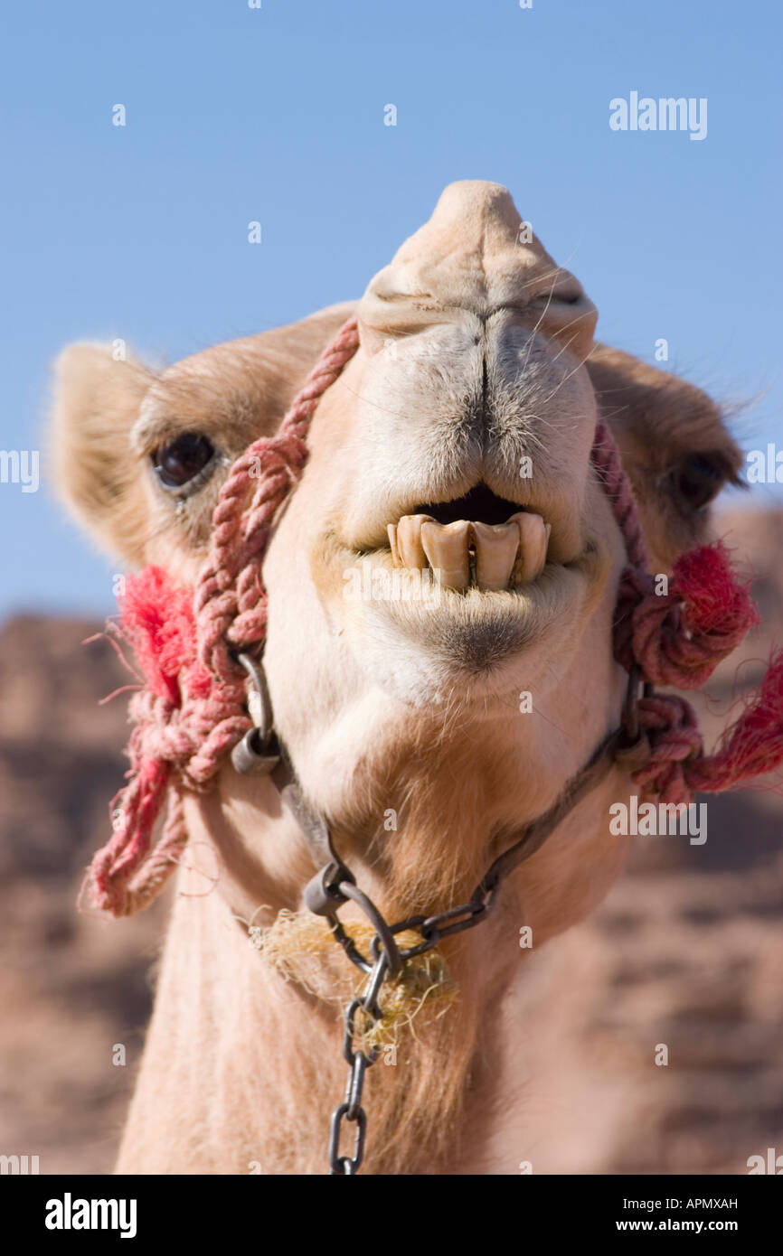 Camel looking into camera Stock Photo - Alamy