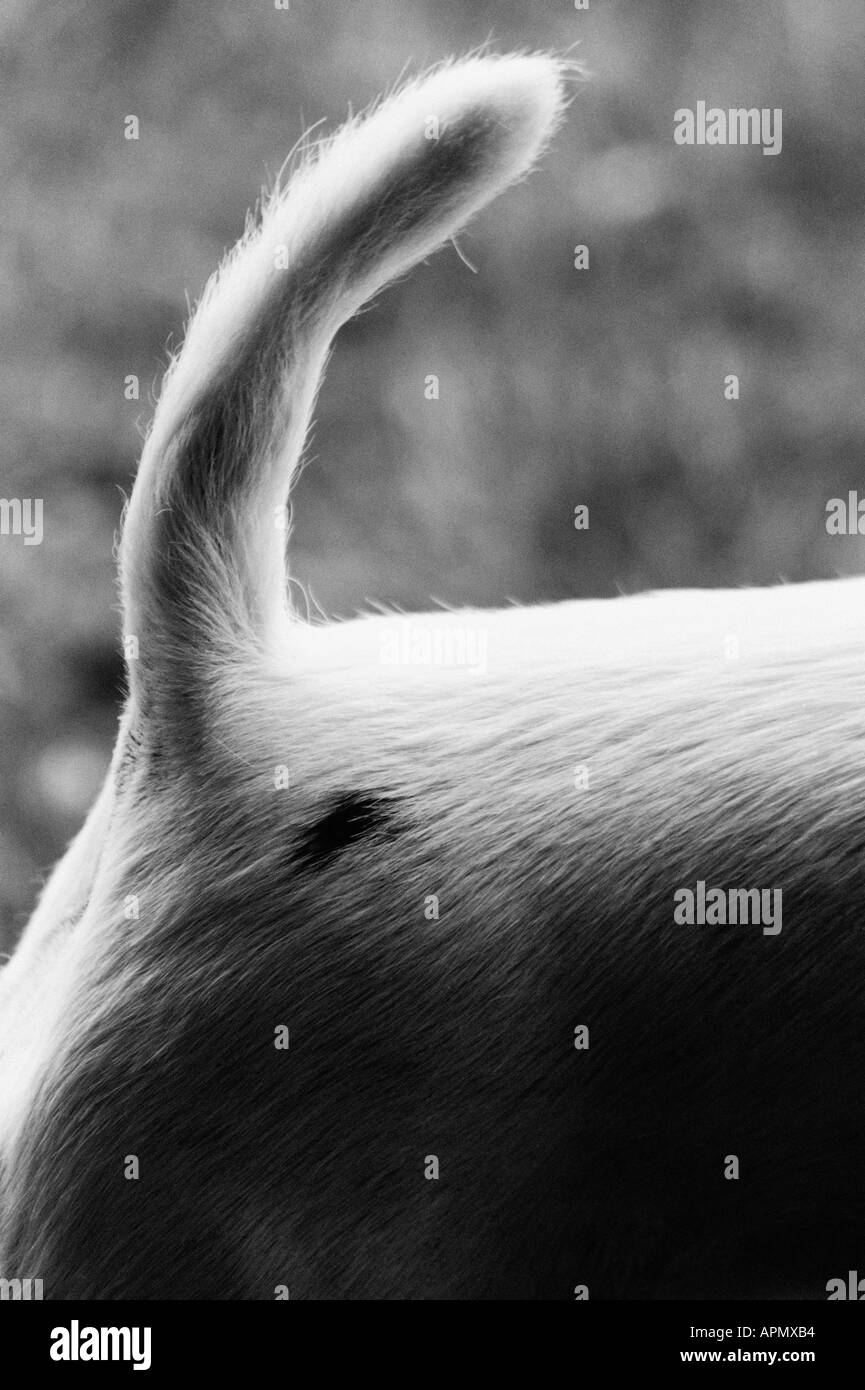 Hindquarters of a dog Stock Photo - Alamy