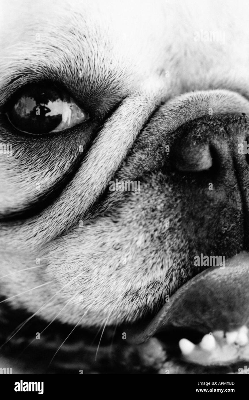 Portrait of a pug dog Stock Photo - Alamy