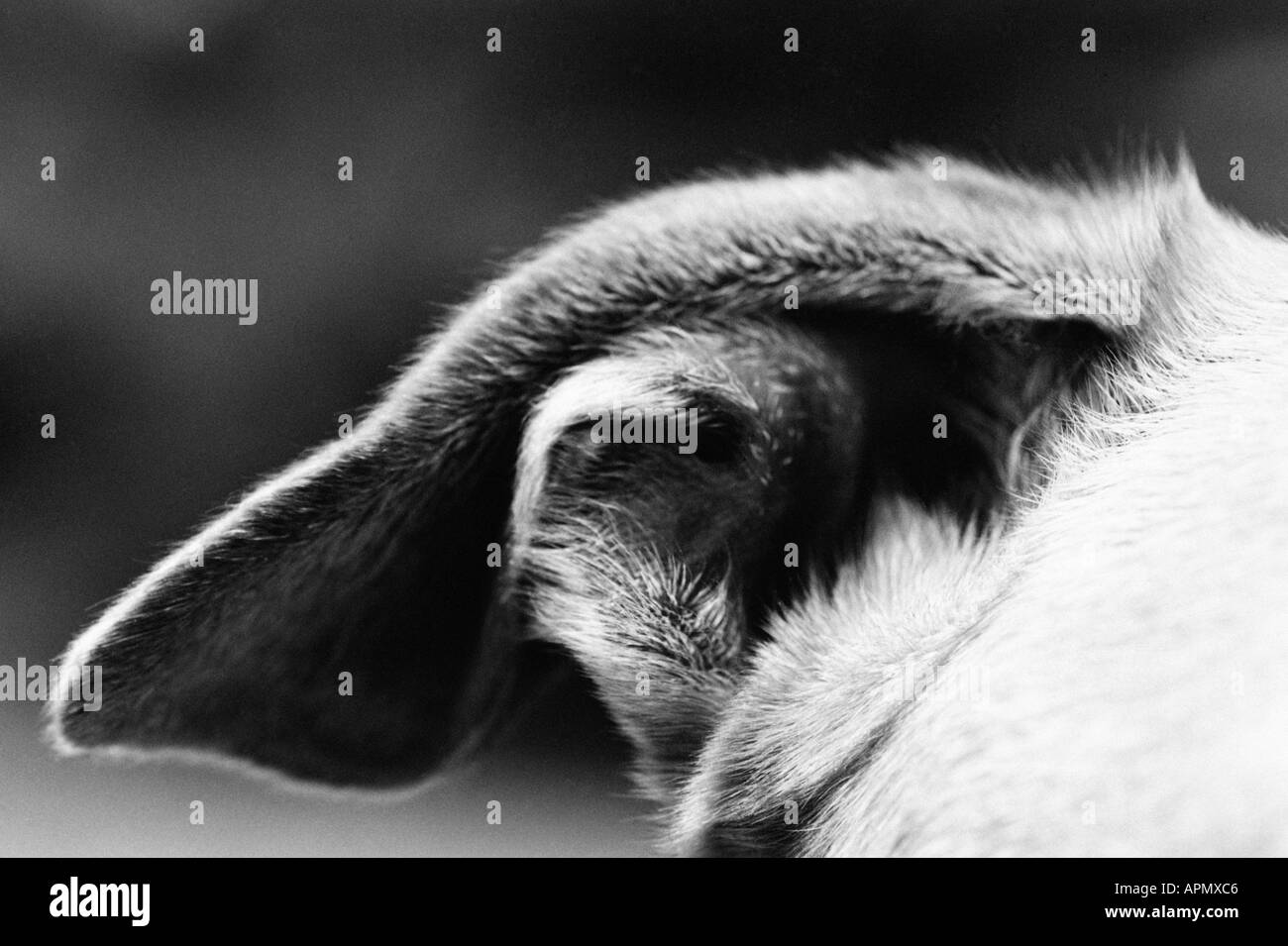 Dog ear anatomy Black and White Stock Photos & Images - Alamy