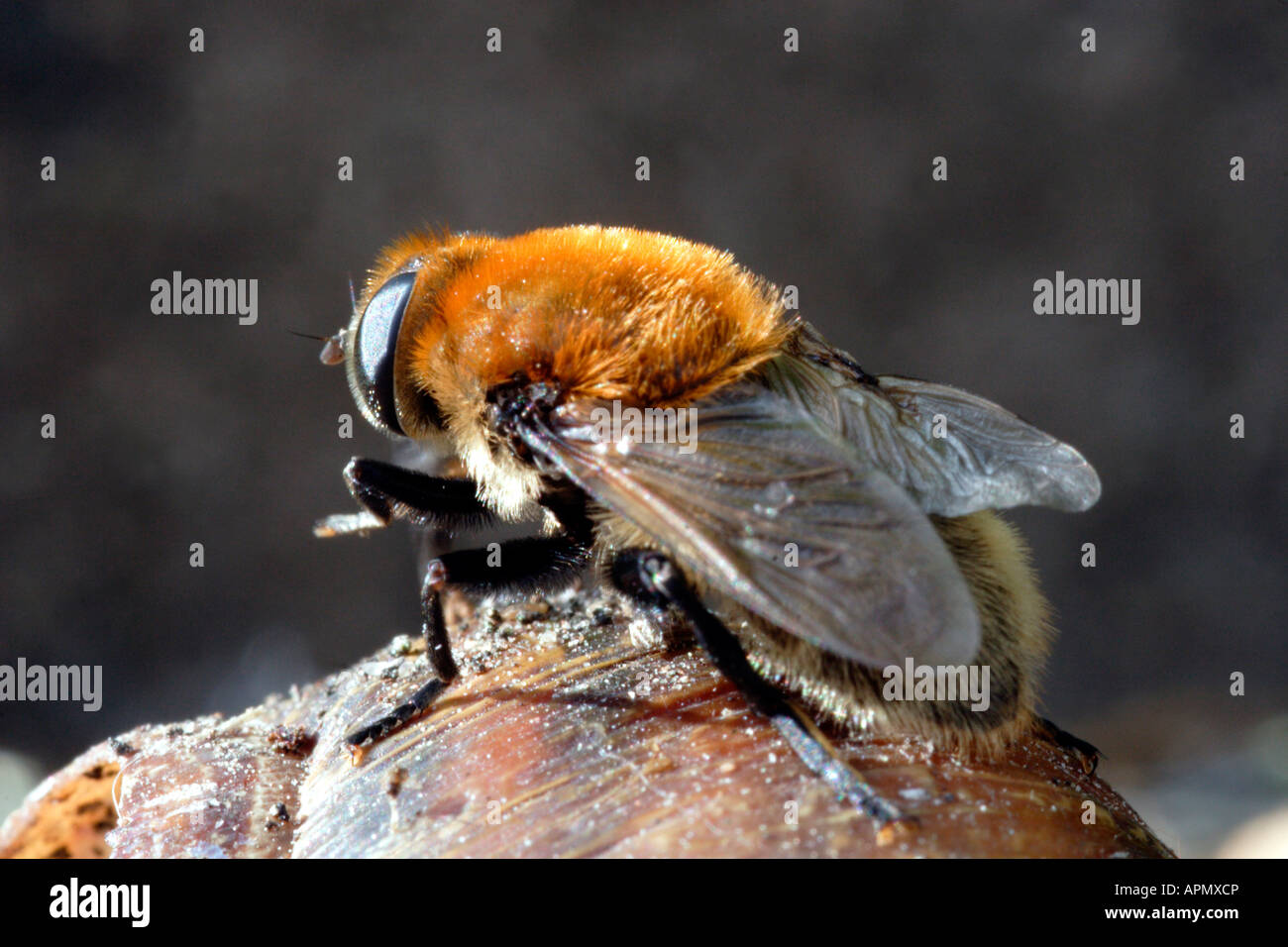 Narcissus fly (Merodon equestris), or Mimic Fly, UK Stock Photo - Alamy