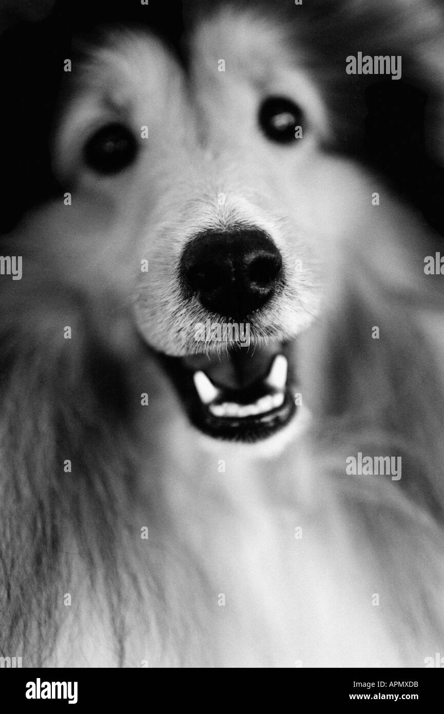 Collie teeth hi-res stock photography and images - Alamy