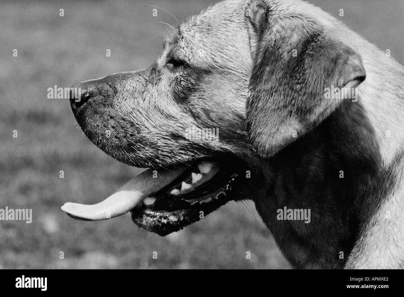 Sunlight profile Black and White Stock Photos & Images - Alamy