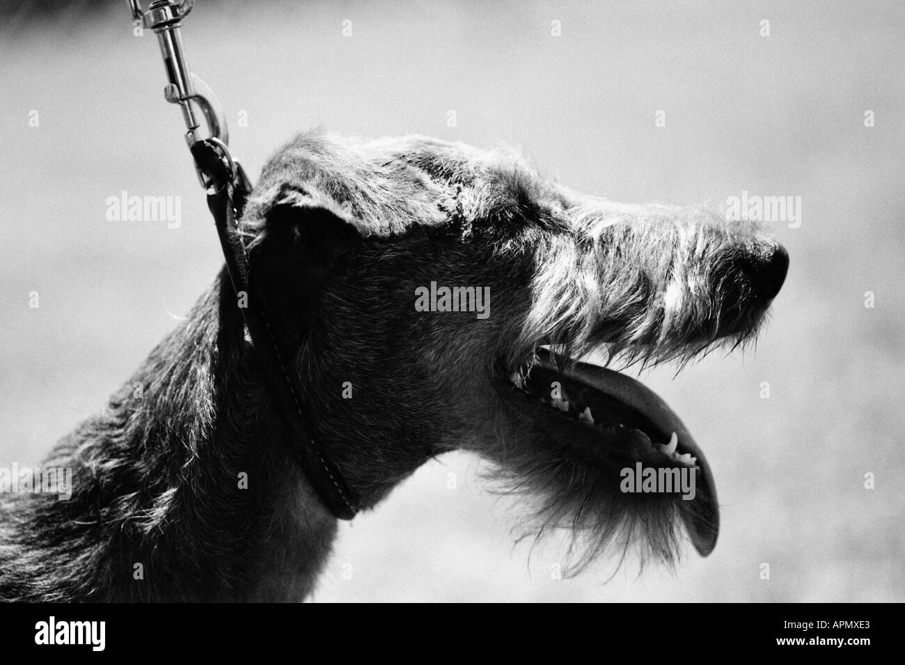 Sunlight profile Black and White Stock Photos & Images - Alamy