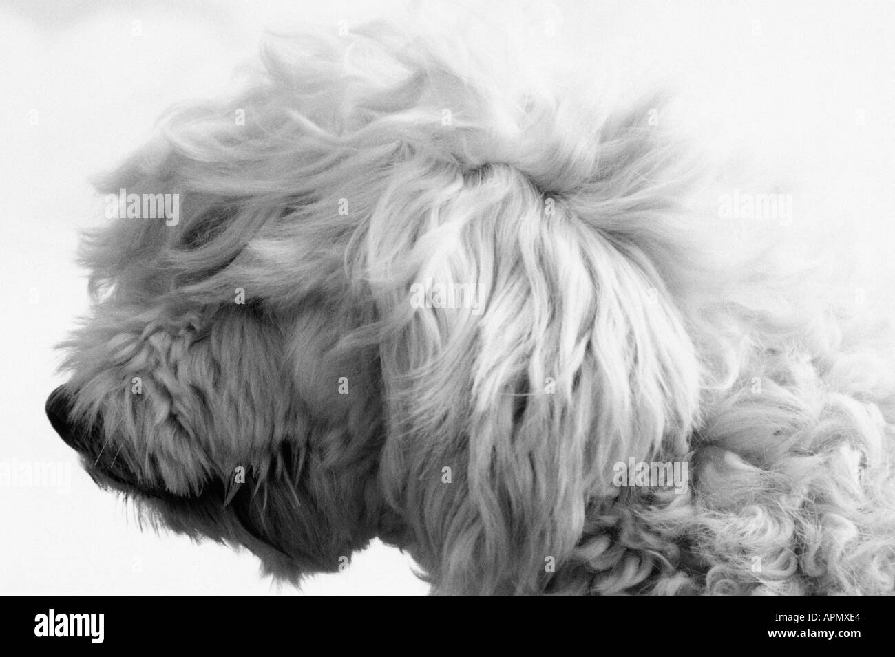 Profile outdoors Black and White Stock Photos & Images - Alamy