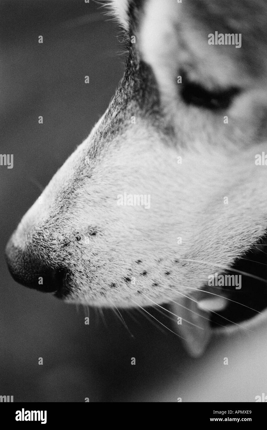 Side profile of dog hi-res stock photography and images - Alamy