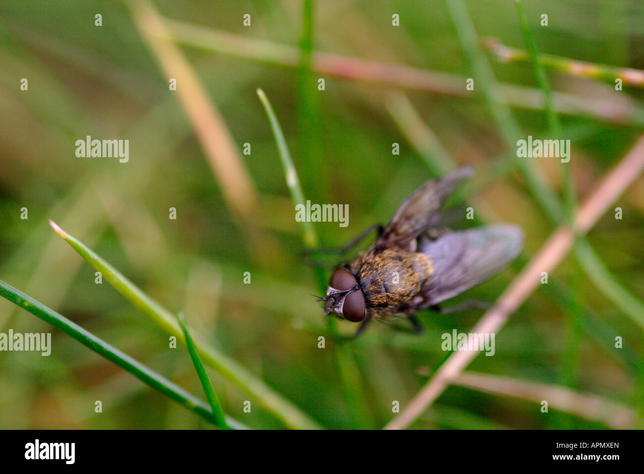 Cluster fly, Pollenia rudis, UK Stock Photo - Alamy