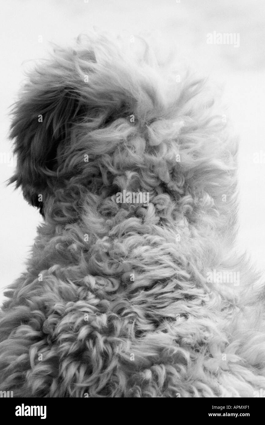 Dog back hi-res stock photography and images - Alamy