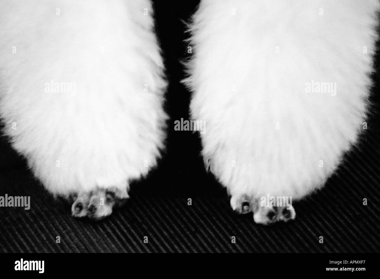 Forelegs hi-res stock photography and images - Alamy