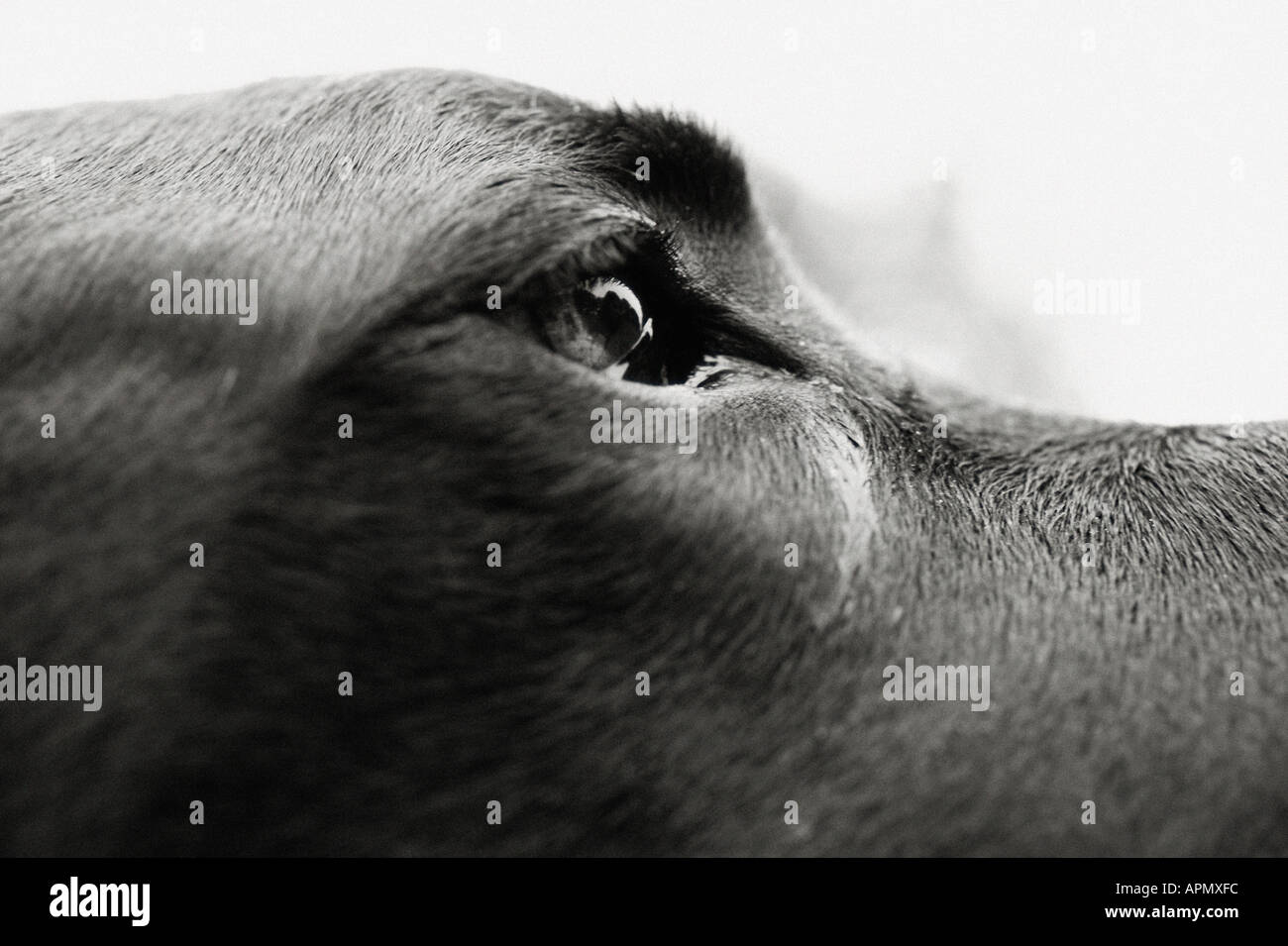 Great dane eye hi-res stock photography and images - Alamy