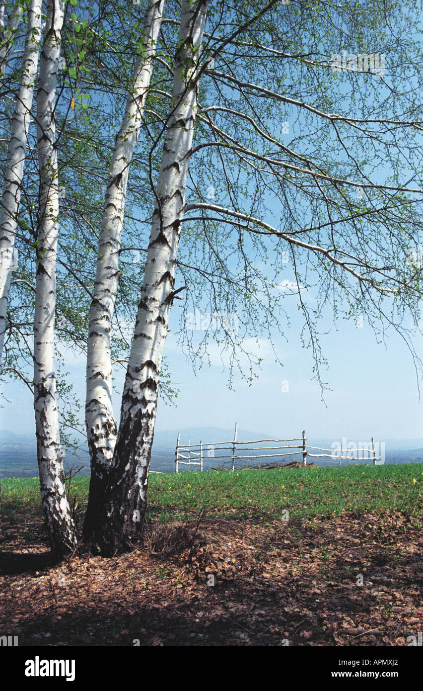 Three birch trees and empty haystack fence. Spring. Altai. Siberia ...