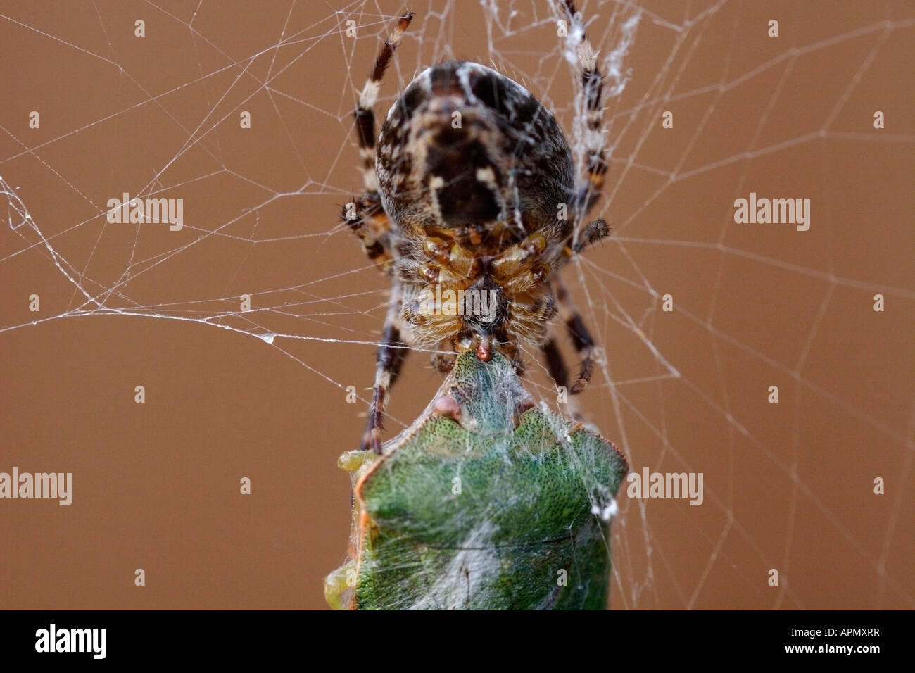 European Garden Spider, Araneus diadematus, injecting venom into its ...