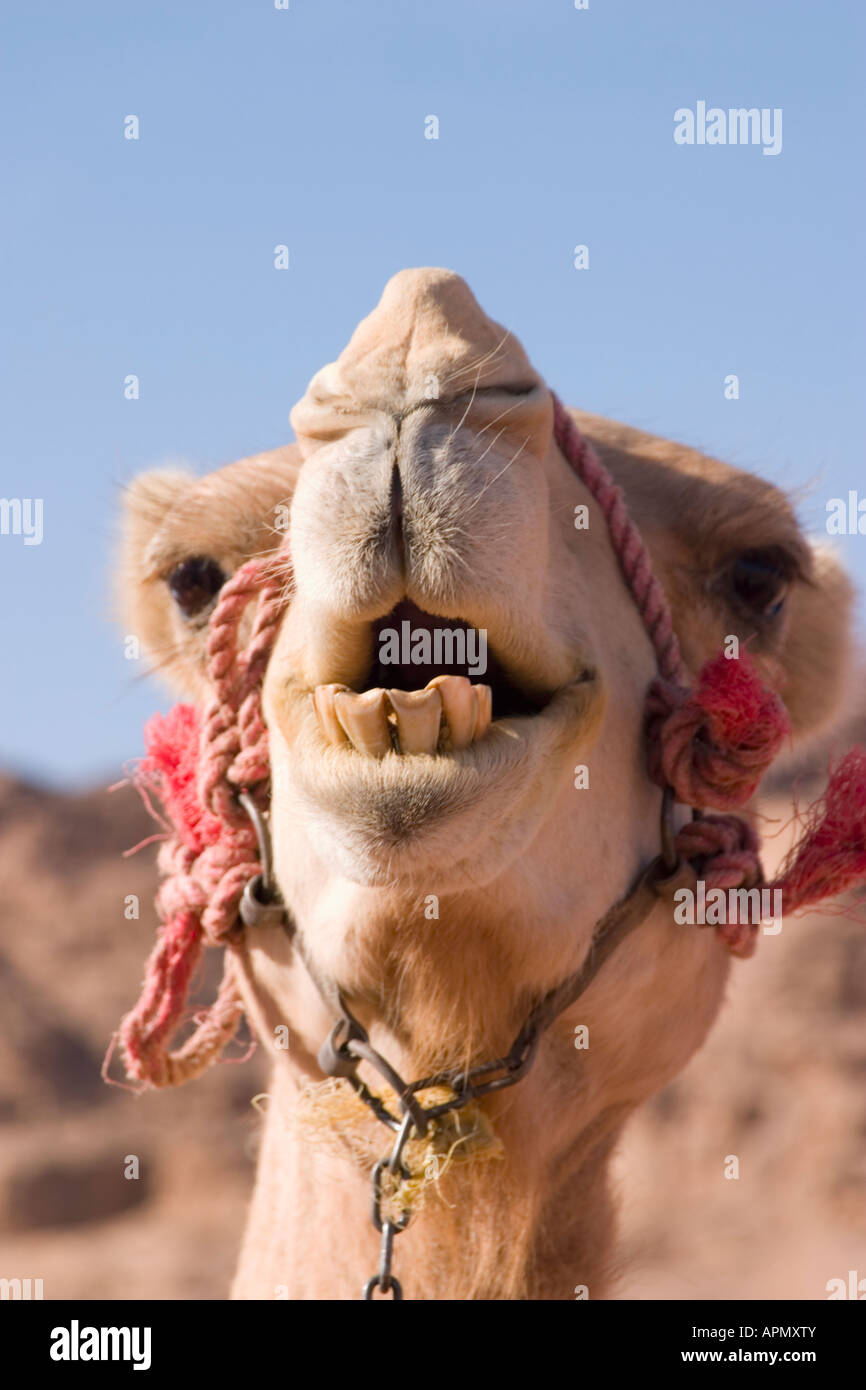 Closeup Of A Camel Stock Photo - Alamy