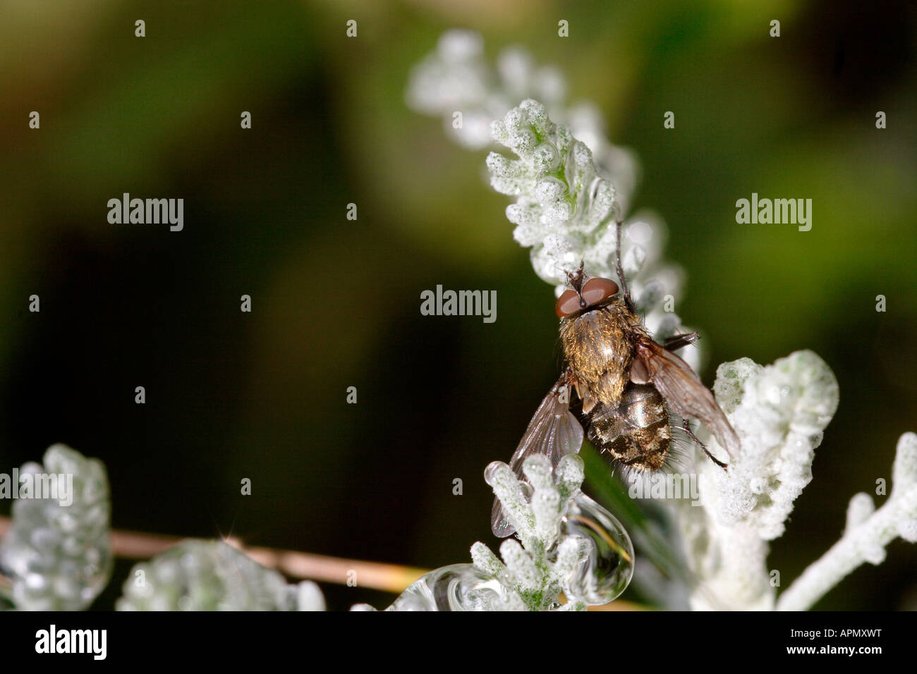 Cluster fly, Pollenia rudis, UK Stock Photo - Alamy