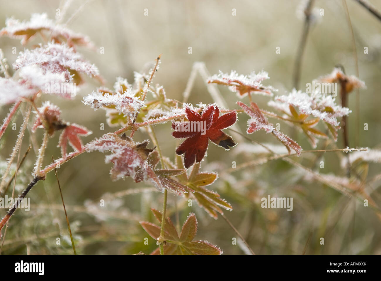 Frosted nature hi-res stock photography and images - Alamy