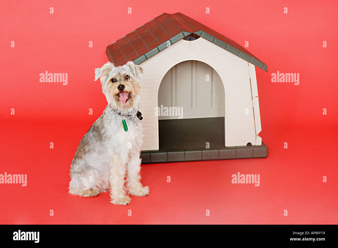 Terrier and kennel Stock Photo - Alamy