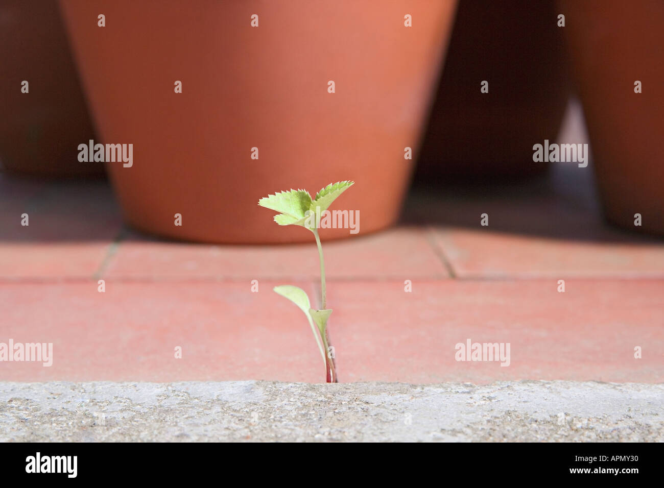 Shoot growing through patio Stock Photo - Alamy