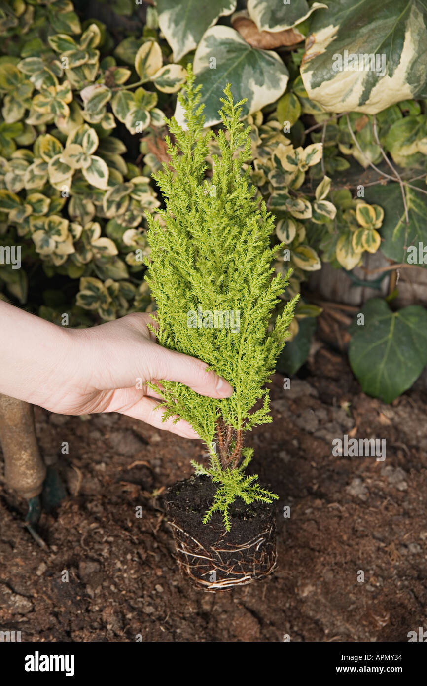 Planting species hi-res stock photography and images - Alamy