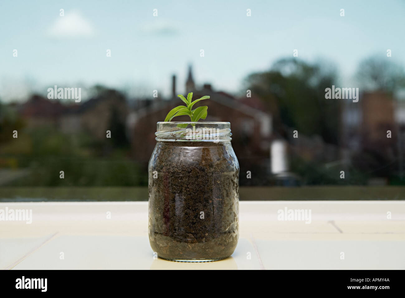 Seedling in a jar Stock Photo - Alamy