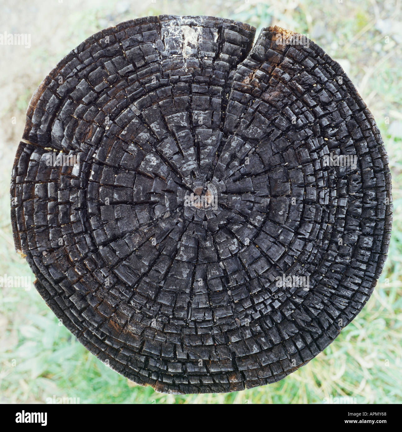 Rounded tree stump hi-res stock photography and images - Alamy
